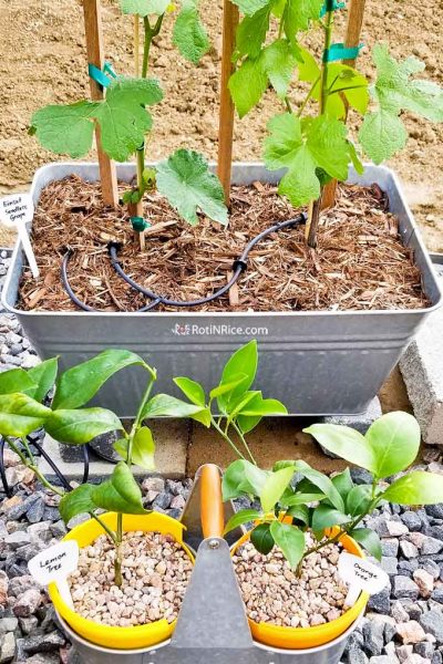 Patio Orchard with Dwarf Fruit Trees - Roti n Rice