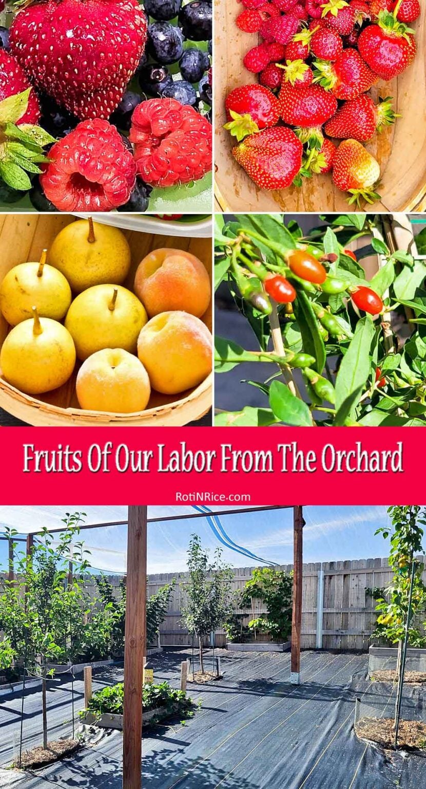 Fruits Of Our Labor From The Orchard - Roti n Rice